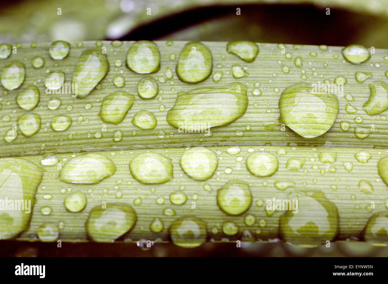 Regen regentropfen hi-res stock photography and images - Alamy