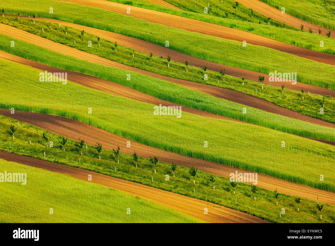 Striped fields of South Moravia Stock Photo - Alamy