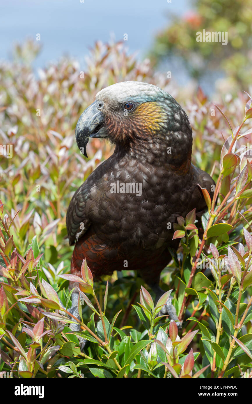 A Kaka - native New Zealand parrot portrait. Nestor meridionalis ...