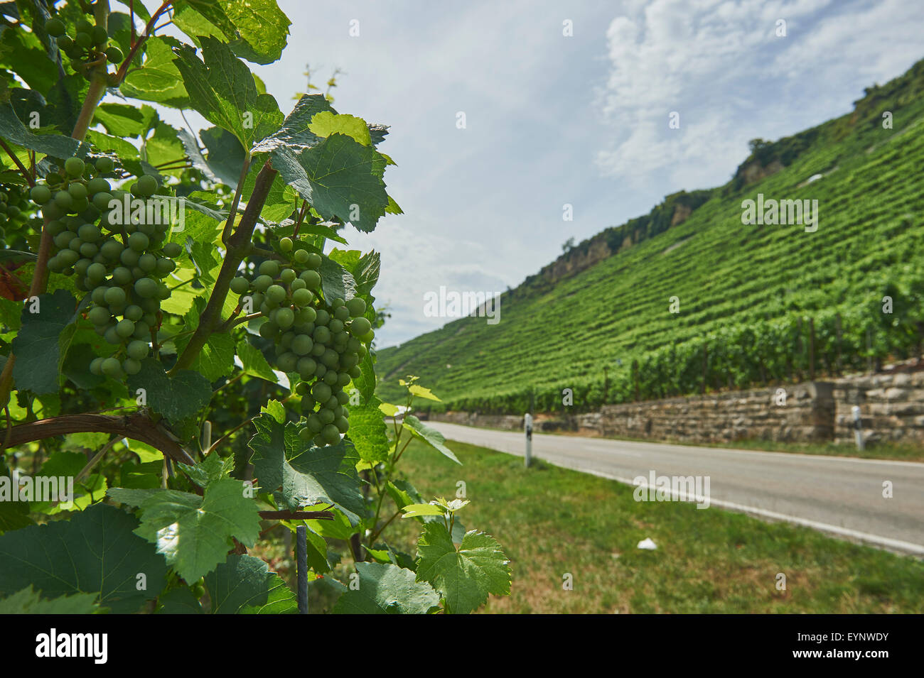 Green grapes in the vineyards at Mundelsheim in Germany Stock Photo - Alamy
