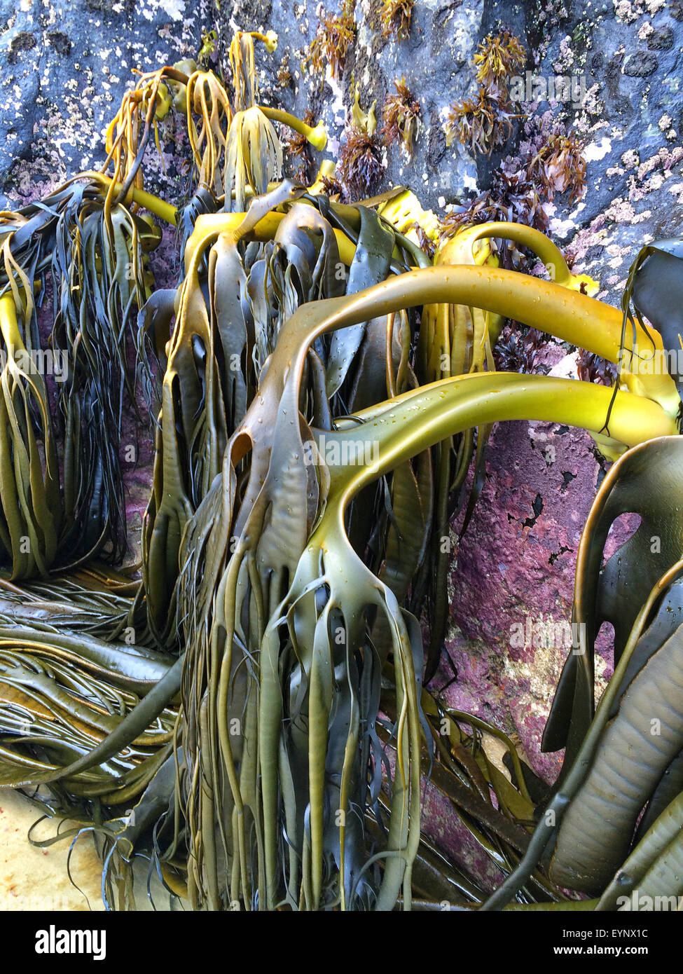 Bull kelp seaweed on beach hi-res stock photography and images - Alamy