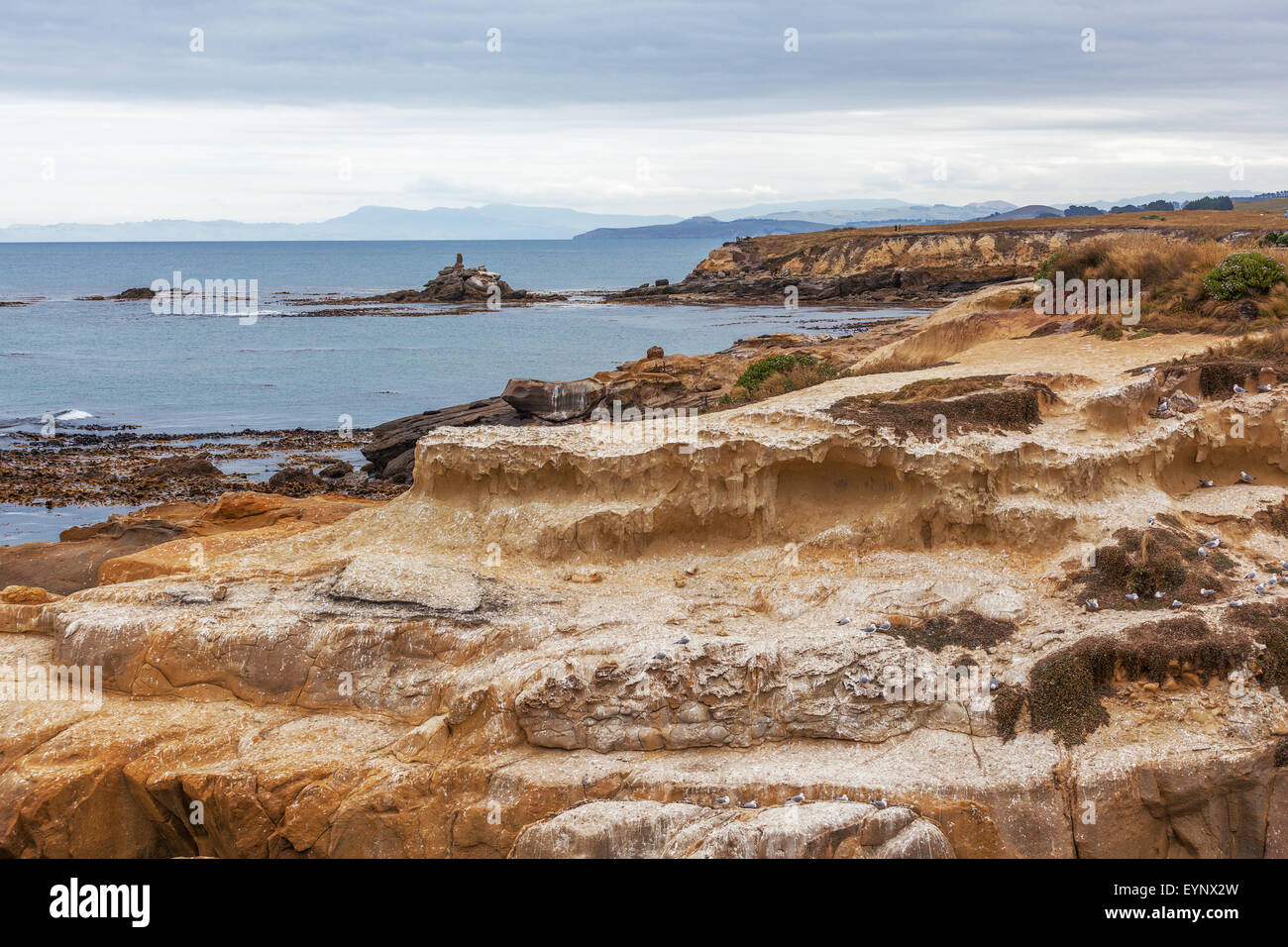 Coastline of Shag Point, Otago, South Island, New Zealand Stock Photo ...
