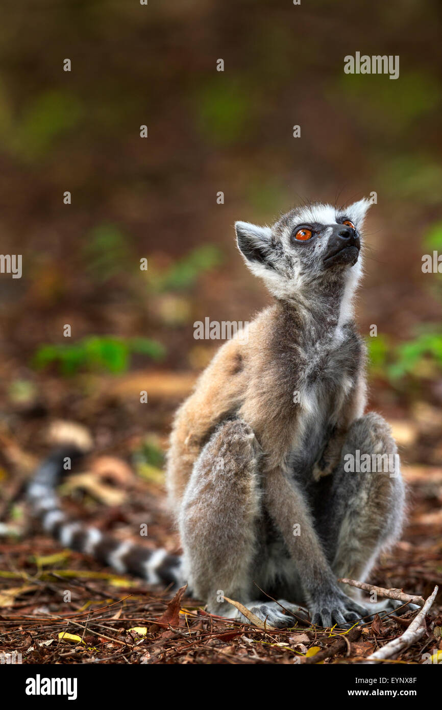Madagascar animal hi-res stock photography and images - Alamy
