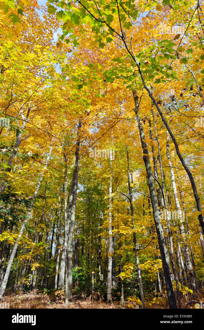 Fall's colorful trees in park. Ontario, Canada Stock Photo - Alamy