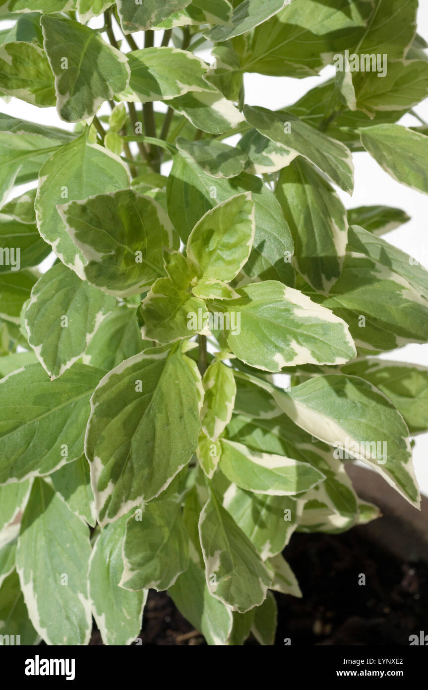 Basilikum ocimum basilicum heilpflanze hi-res stock photography and ...