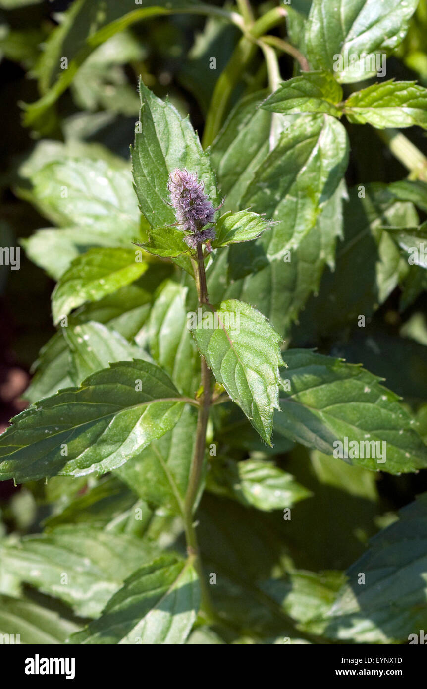 Cindy mint hi-res stock photography and images - Alamy