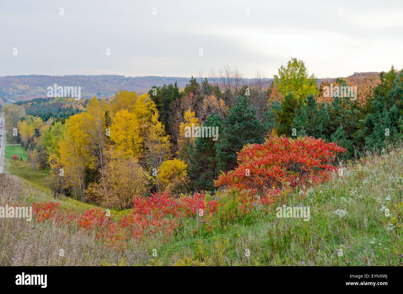 Colorful trees in Central Ontario in fall day Stock Photo - Alamy