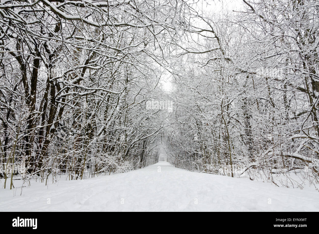 Trees covered by snow around forest walkway in winter time Stock Photo ...