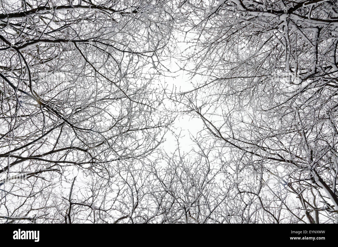 Trees covered by snow around forest walkway in winter time Stock Photo ...