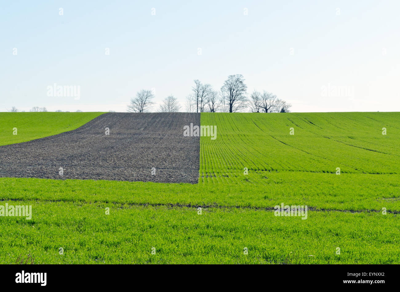 Rows of soy plants in a cultivated farmers field Stock Photo - Alamy