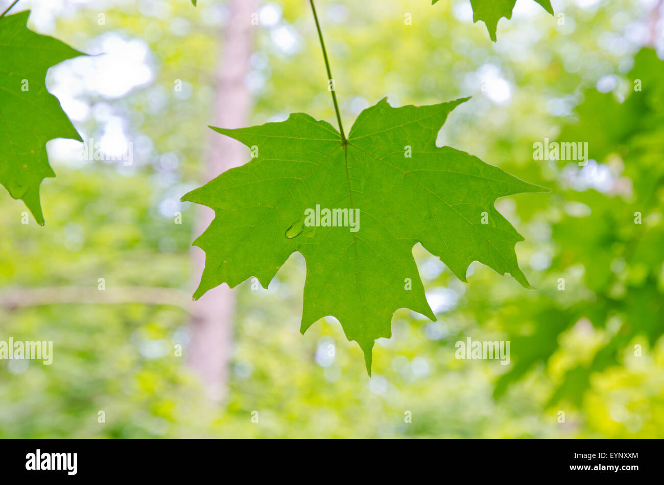 Green maple leaves in spring Canadian forest Stock Photo - Alamy