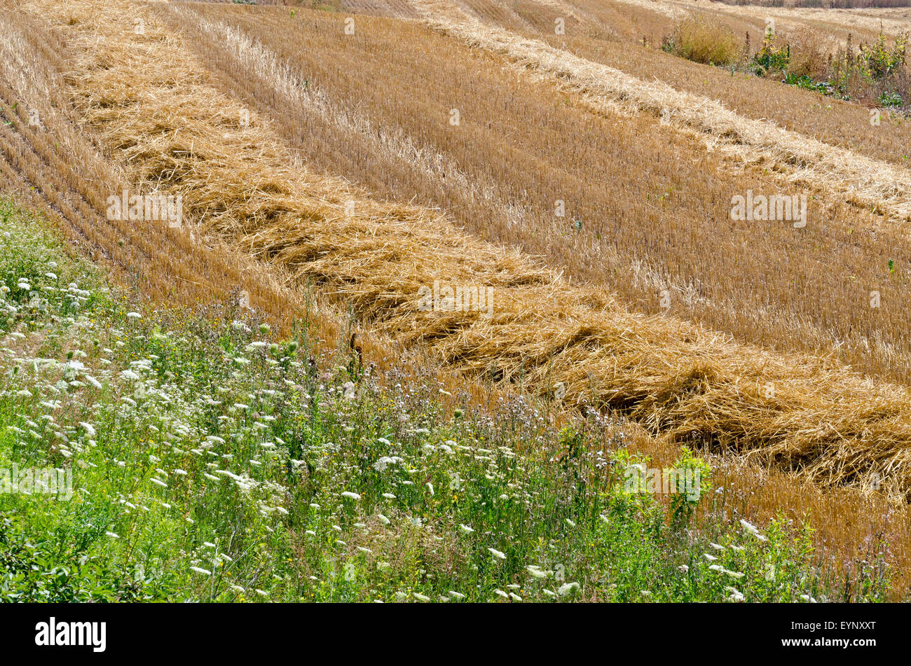 Compressed grass hi-res stock photography and images - Alamy