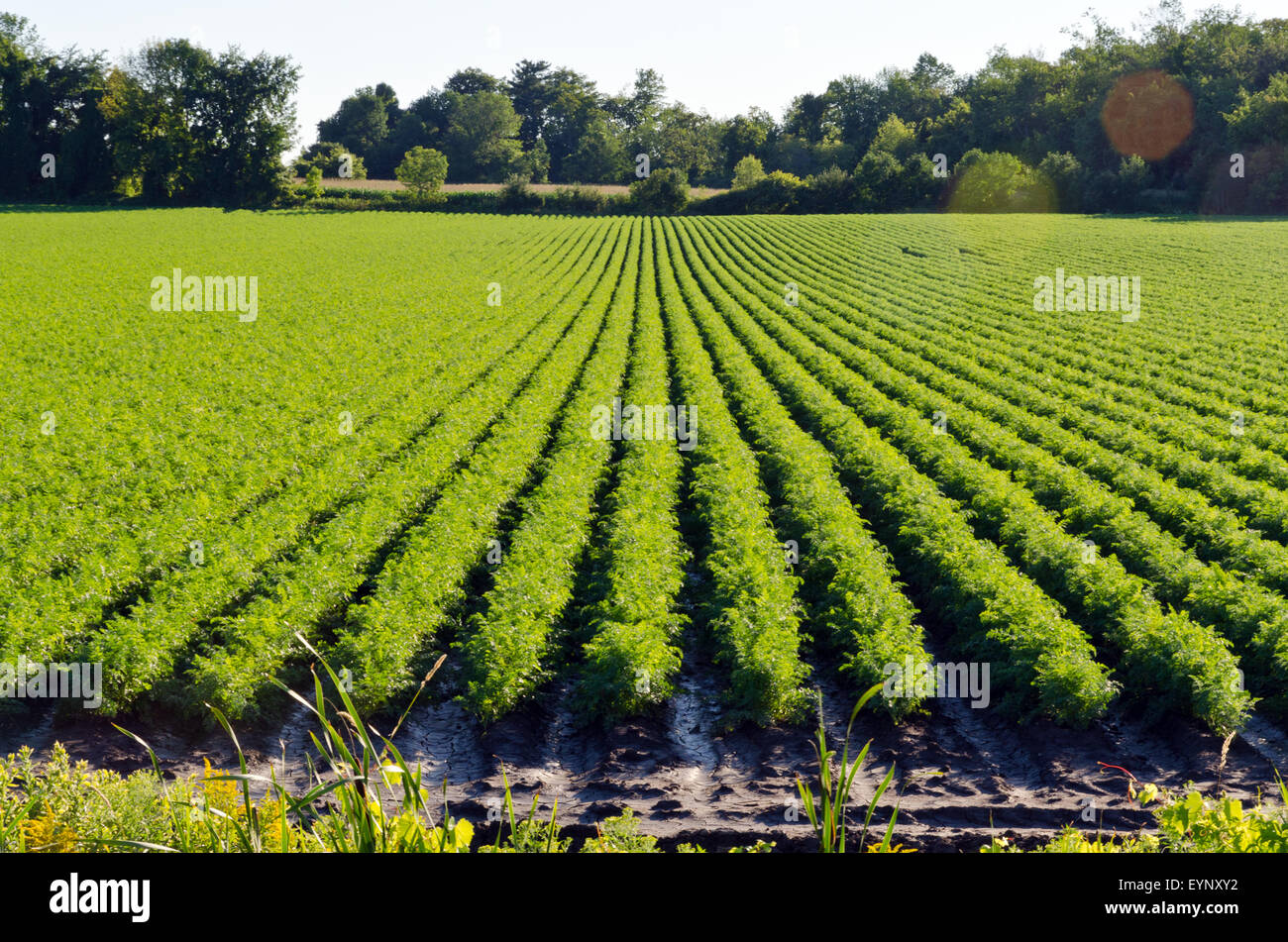 Rows on green plant on farm field Stock Photo - Alamy