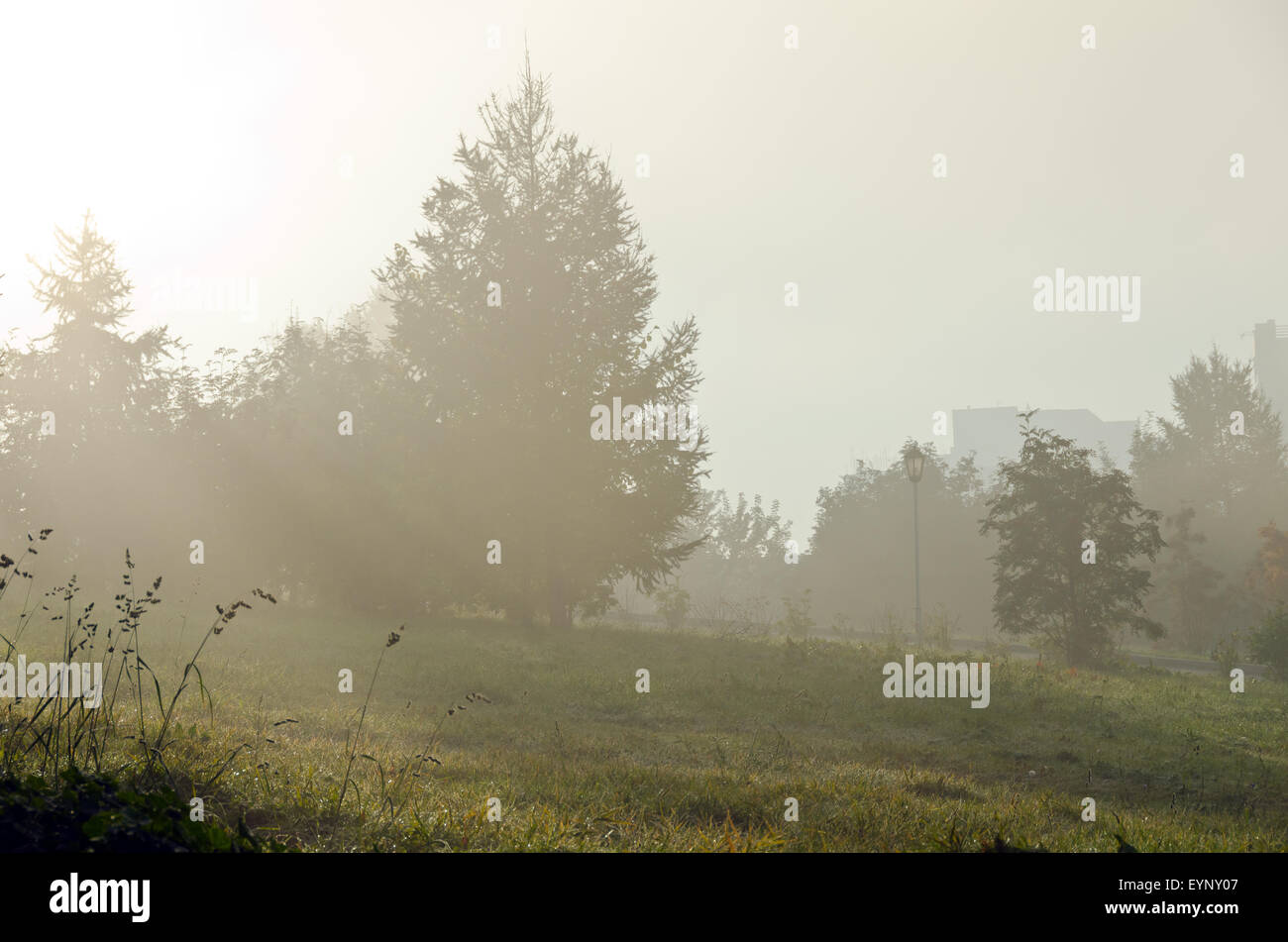 Fog above green grass hi-res stock photography and images - Alamy