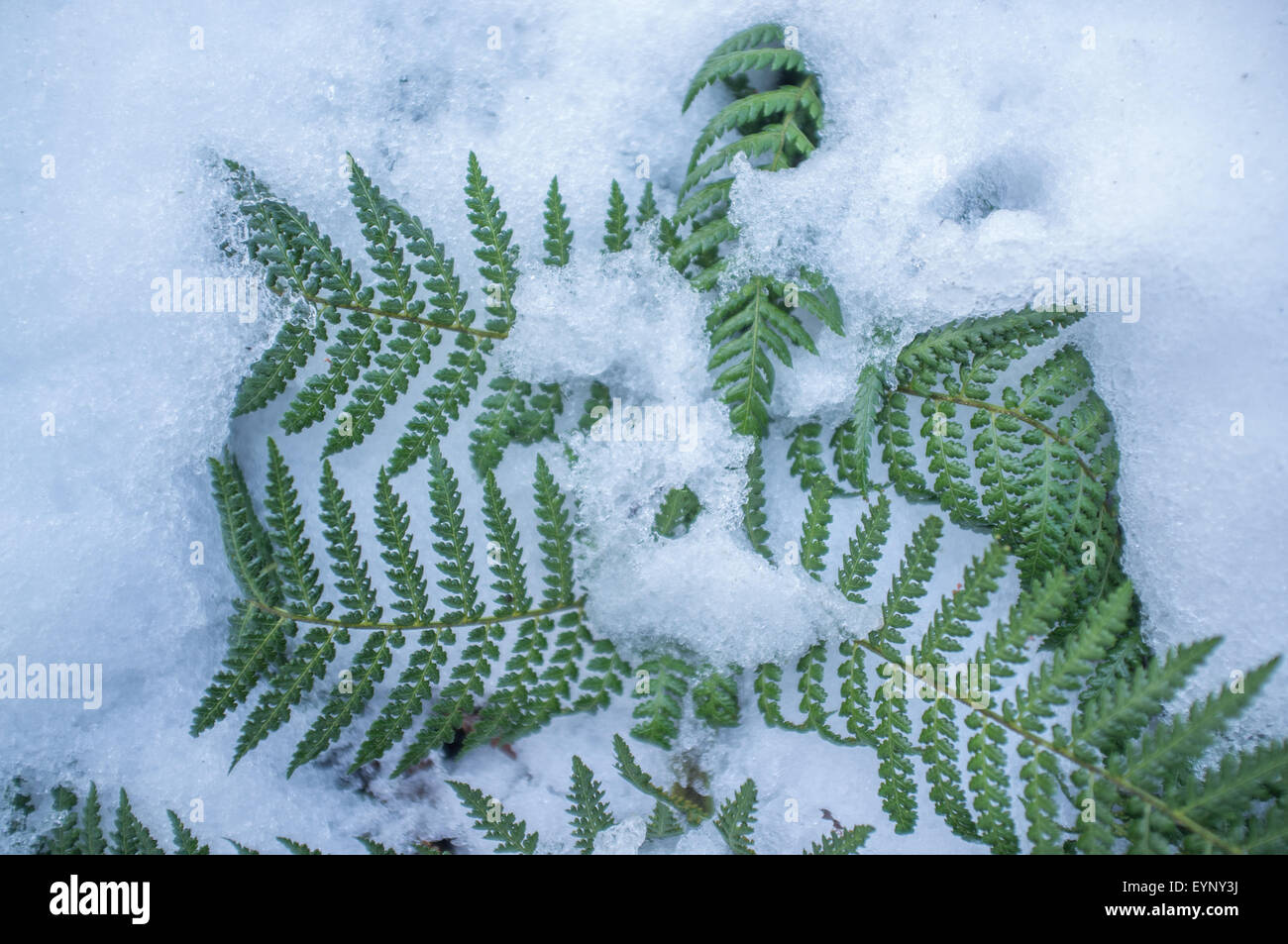 Ferns covered with snow Stock Photo - Alamy