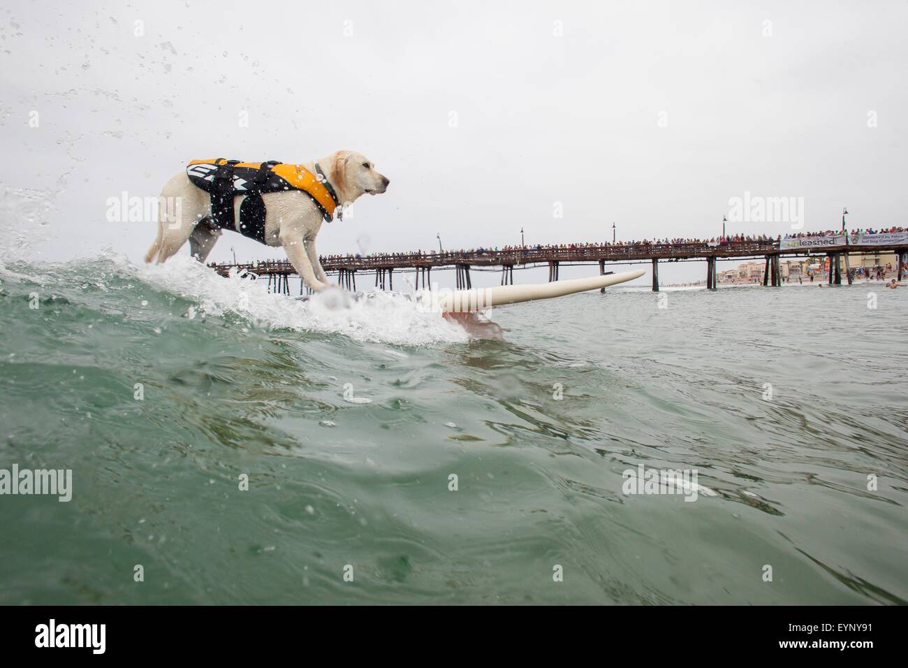 Imperial Beach, CA, USA. 1st Aug, 2015. World FamoUSA Unleashed by ...