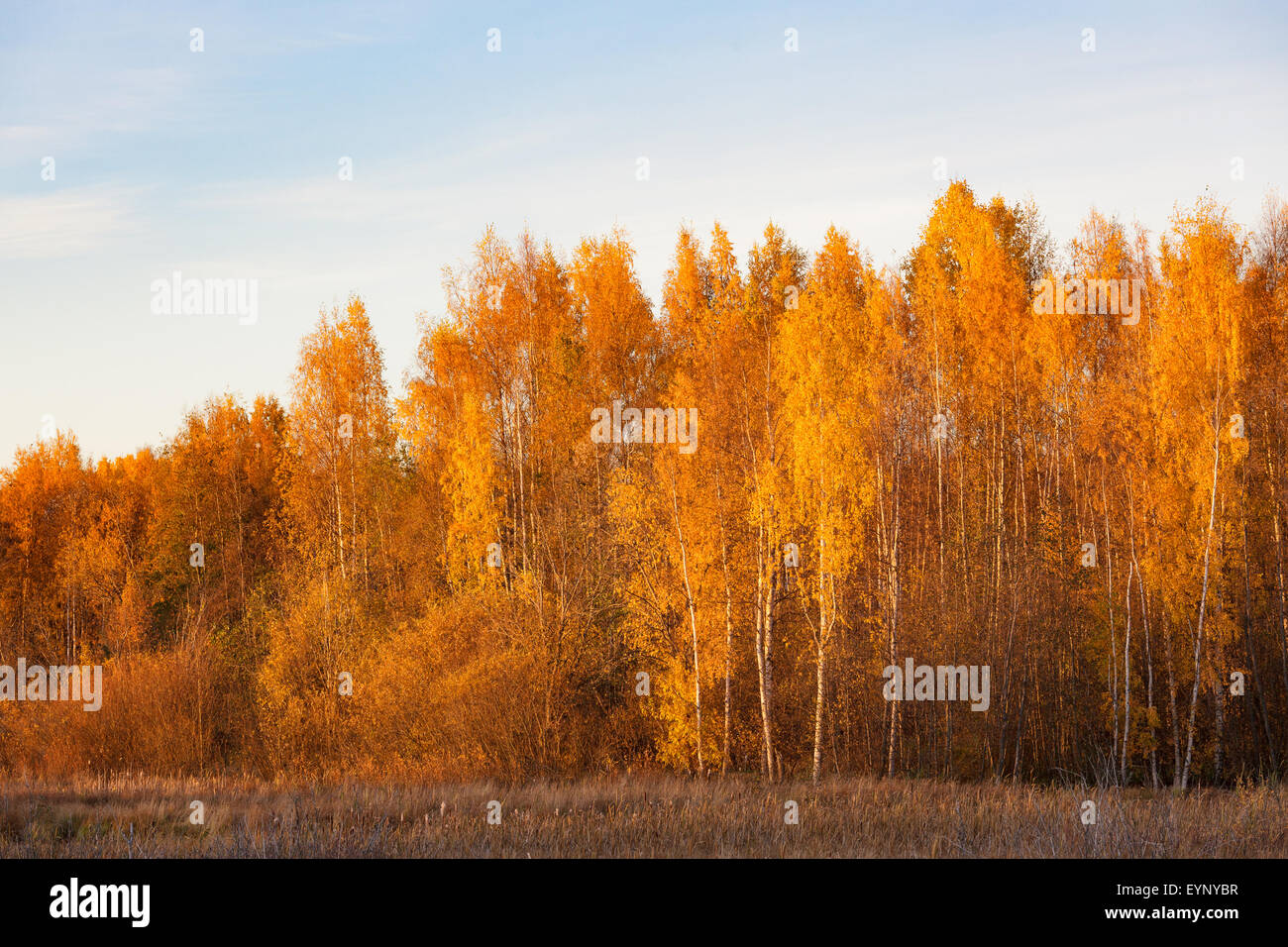 Nature landscape in autumn colors Stock Photo - Alamy