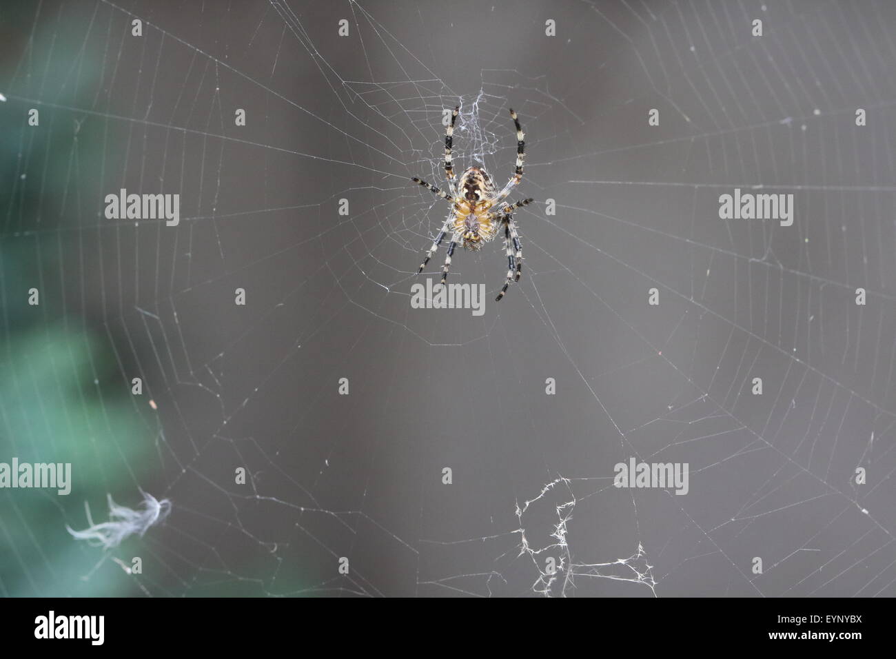 Spider with spiderweb hi-res stock photography and images - Alamy