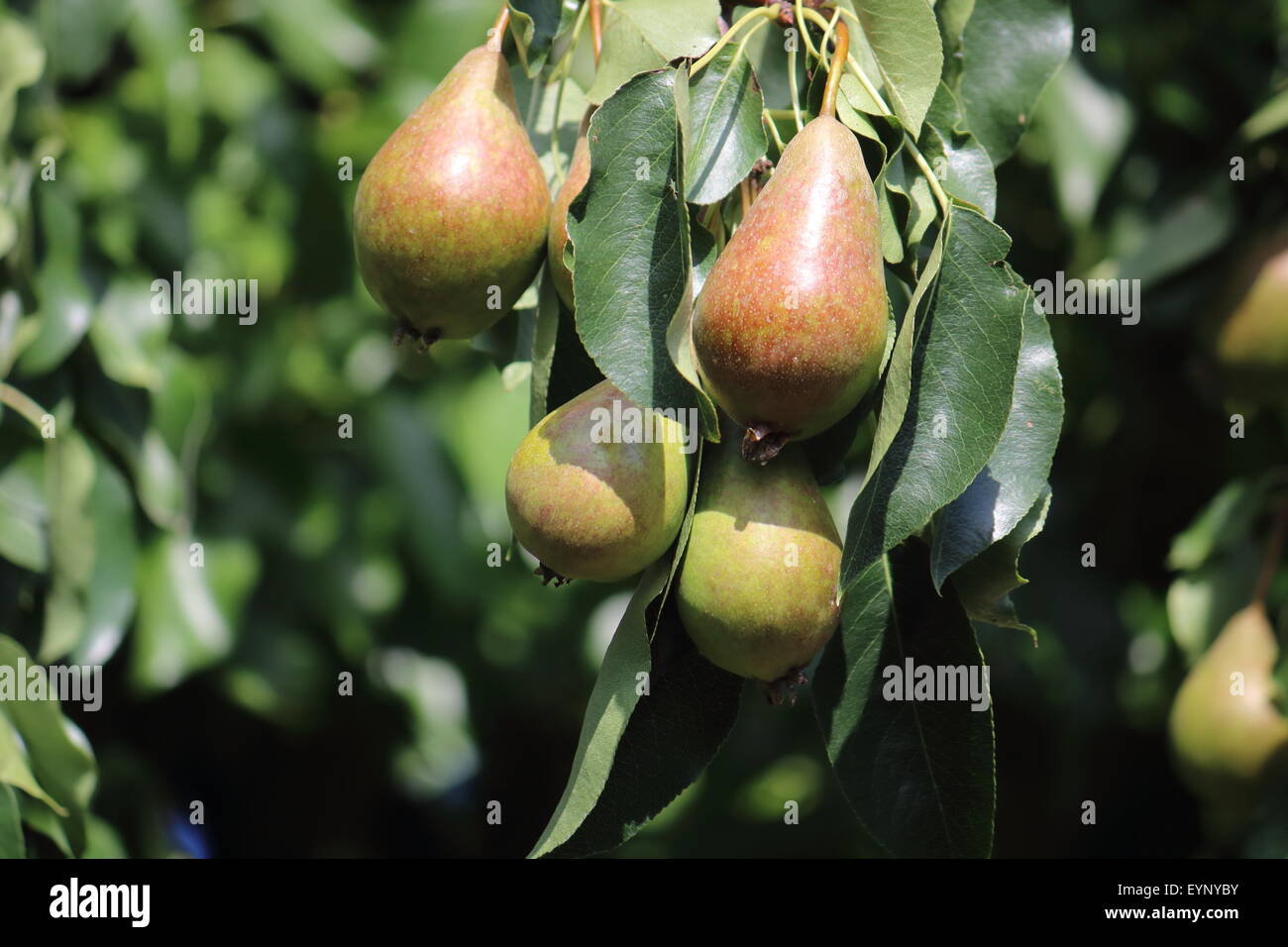 Four pears hi-res stock photography and images - Alamy