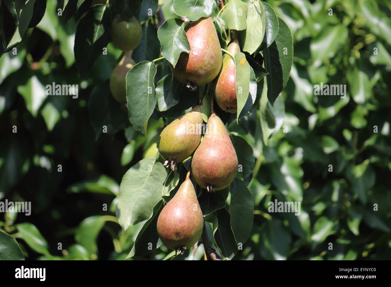 Five pears on a pear tree with leaves Stock Photo - Alamy
