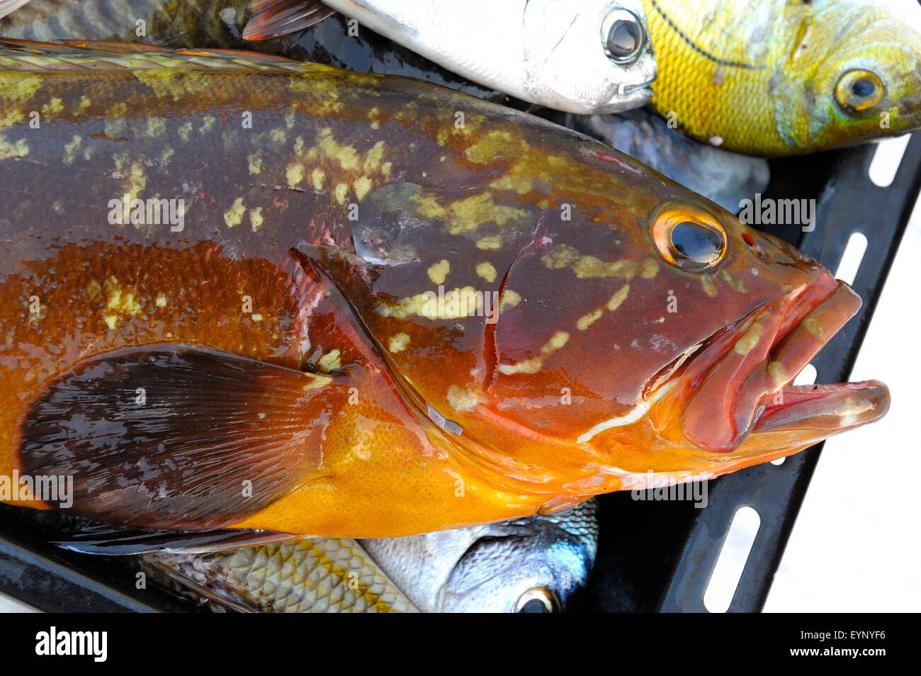 Close up fish open mouth hi-res stock photography and images - Alamy