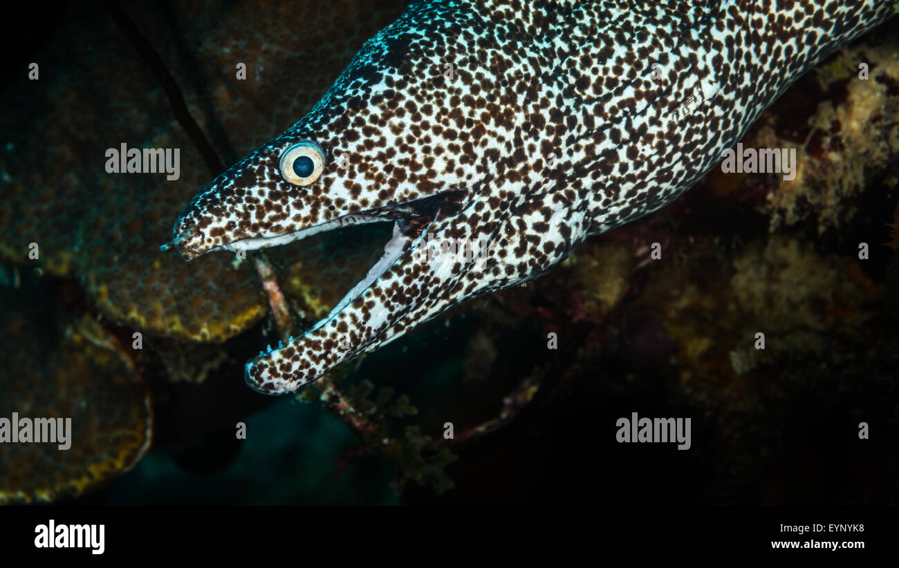 Spotted Moray (Gymnothorax moringa - Muraeidae) on Bari Reef, Bonaire ...