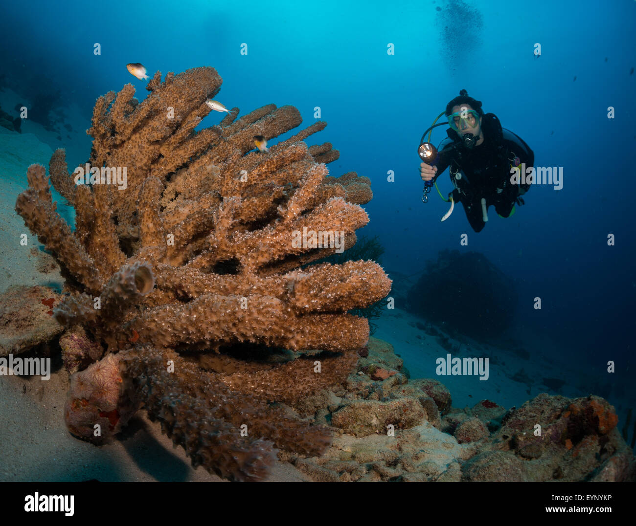Woman diver examines tube sponge on the Front Porch dive site, Bonaire ...