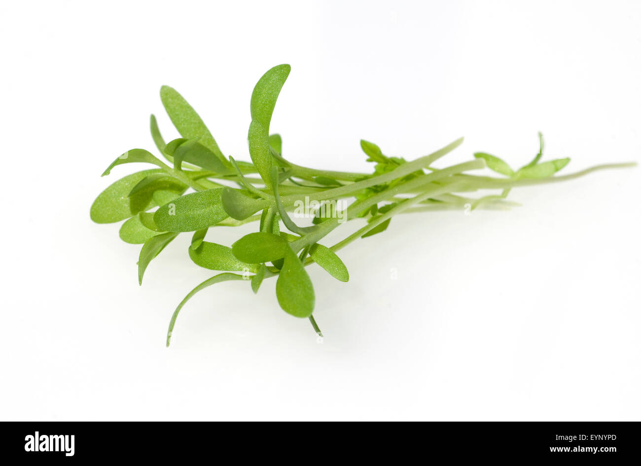 Gartenkresse, Lepidium Sativum, Heilpflanzen Stock Photo - Alamy