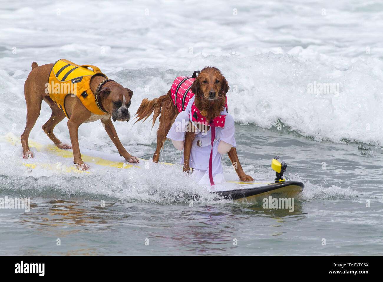 Boxer lovers hi-res stock photography and images - Alamy