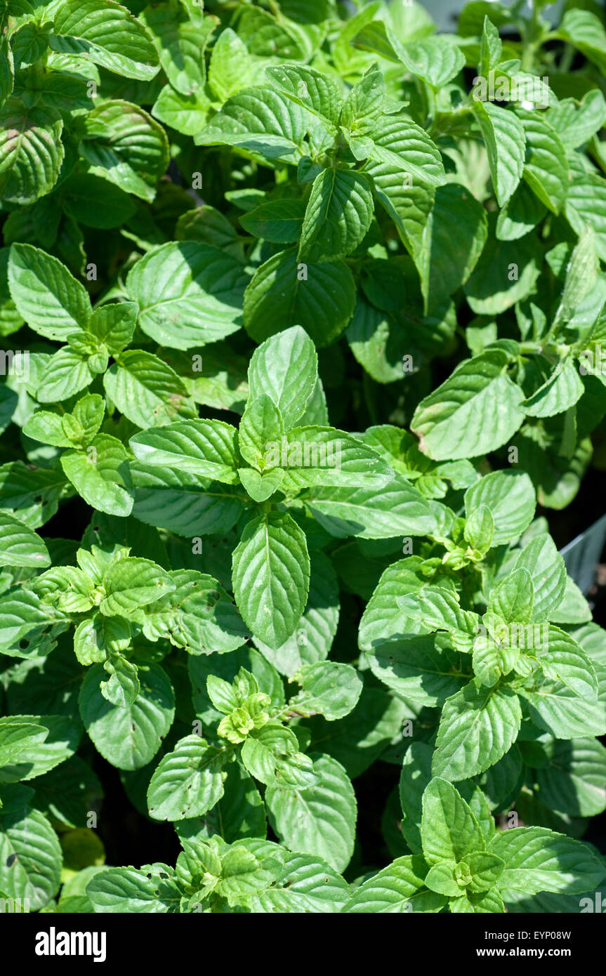 Gewuerzminze, Mentuccia, Mentha, speciosus, Pfefferminze Stock Photo ...