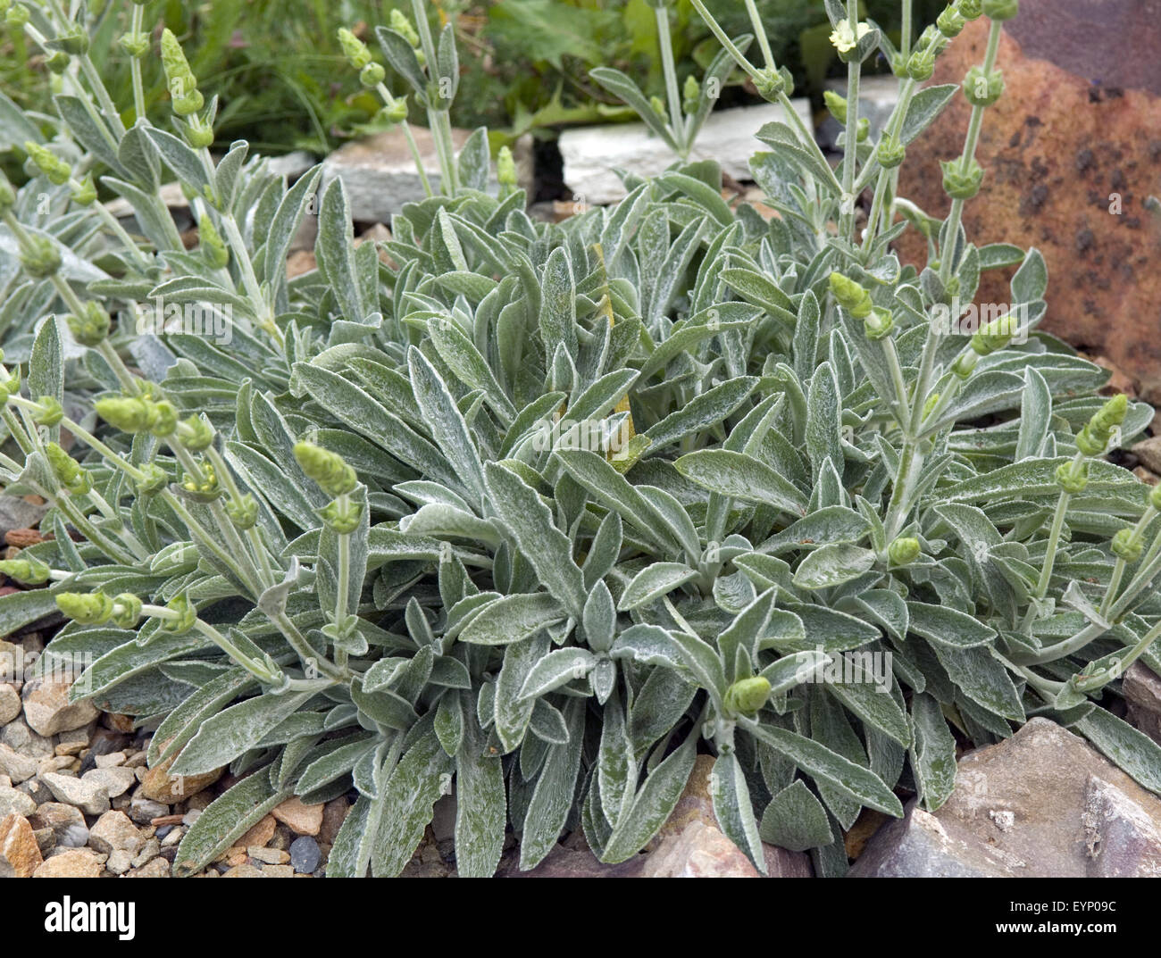 Griechischer Bergtee; Sideritis syriaca, Heilpflanzen Stock Photo - Alamy