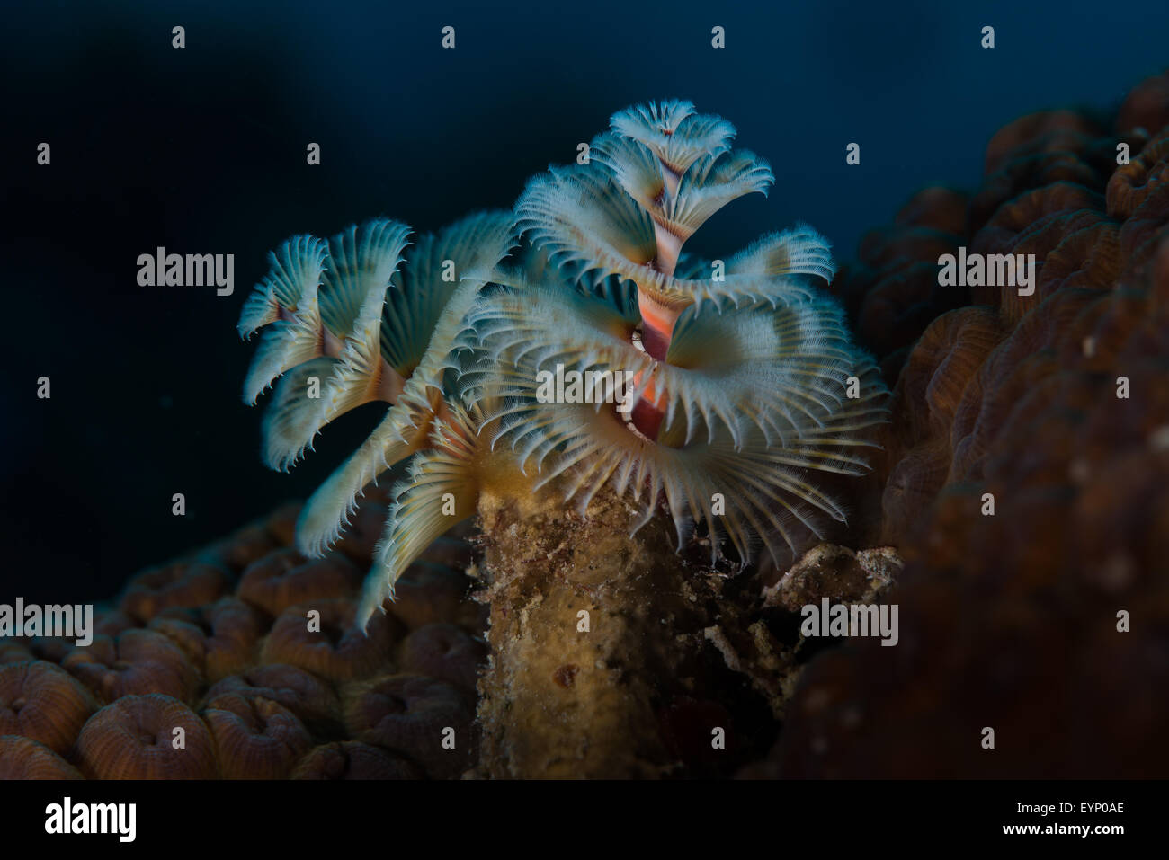 Spirobranchus giganteus hi-res stock photography and images - Alamy
