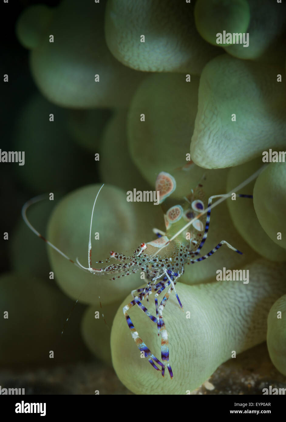 Spotted Cleaner Shrimp (Periclimenes yucatanicus) on Front Porch dive ...