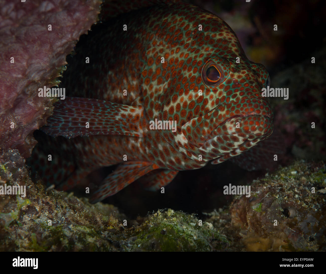 Osteichthyes caribbean divers fishes front porch groupers hi-res stock ...