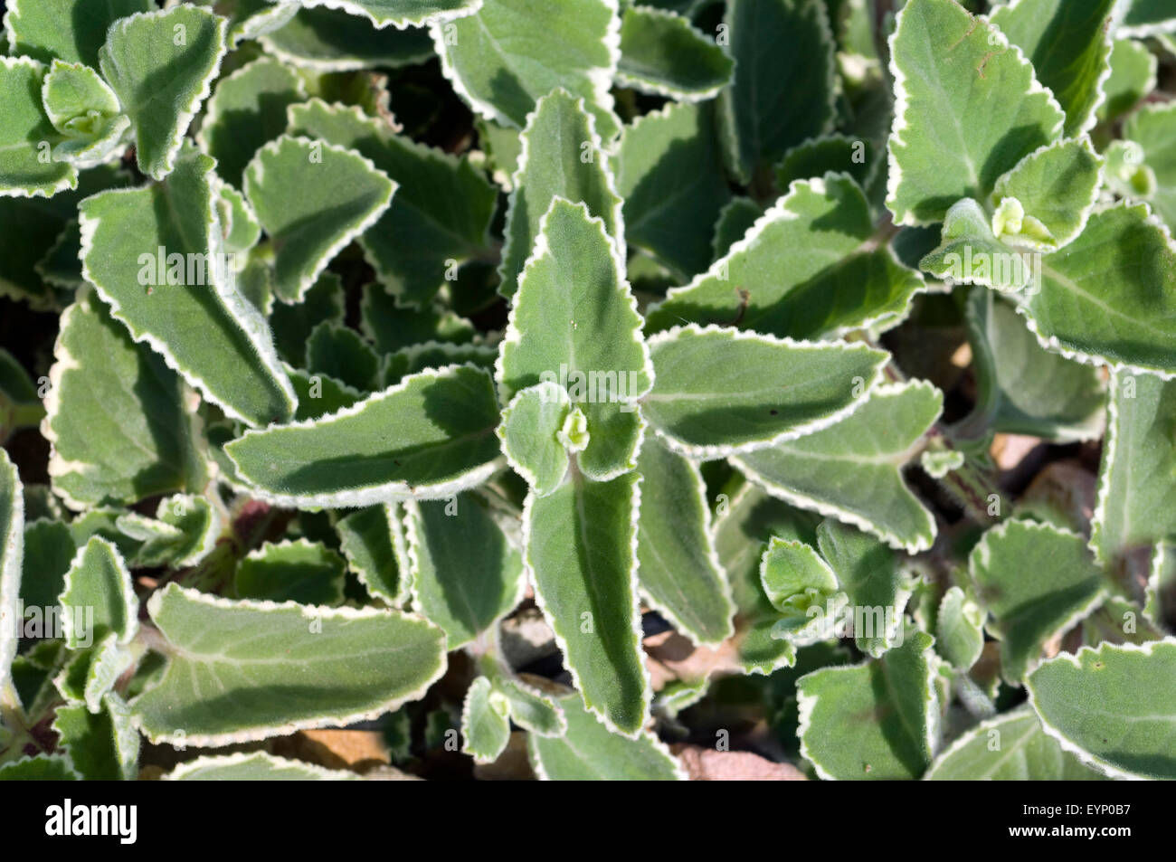 Jamaika-Thymian, Plectranthus amboinicus variegatus, Heilpflanzen Stock ...