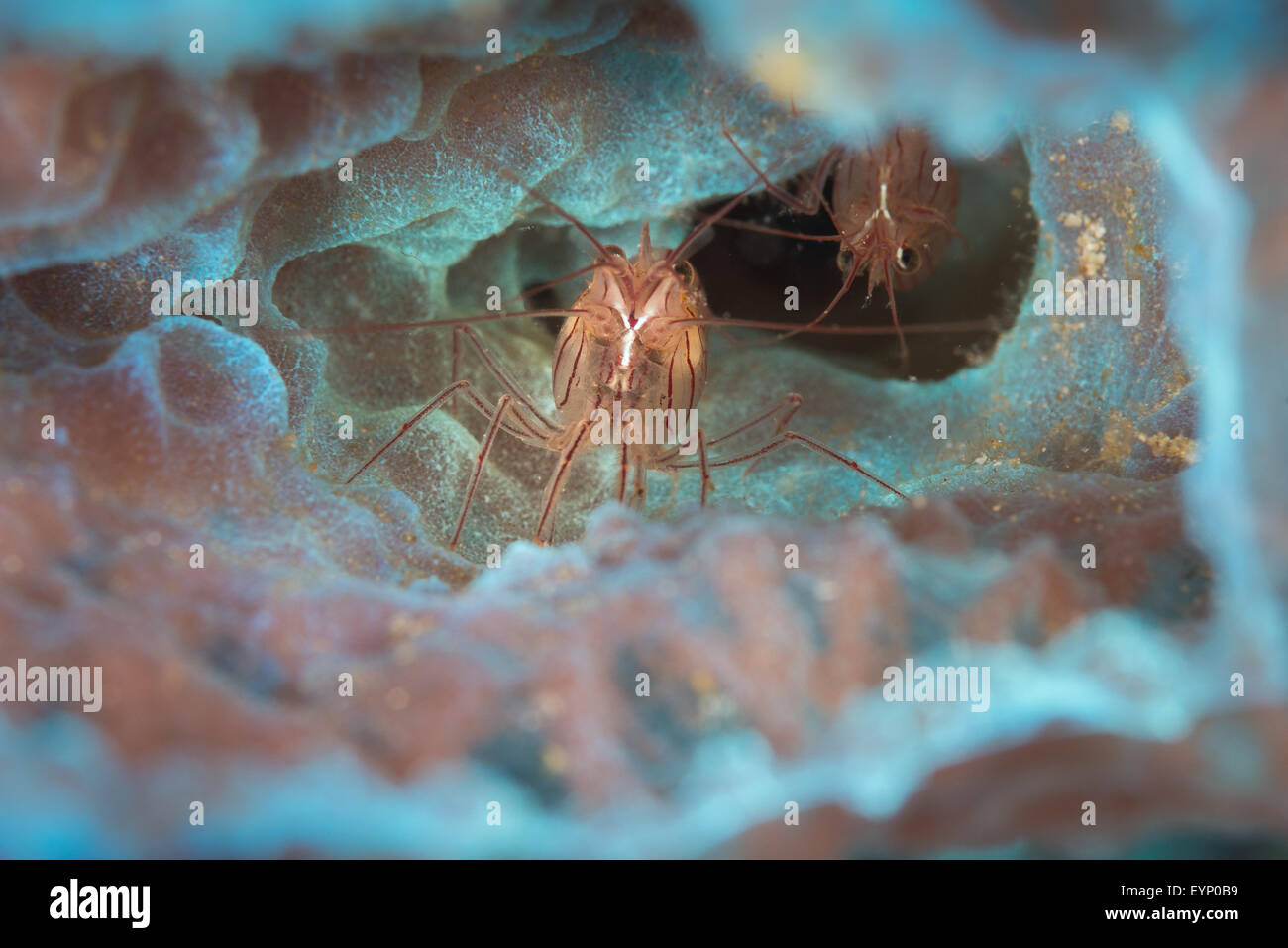 Porifera amphimedon sp hi-res stock photography and images - Alamy