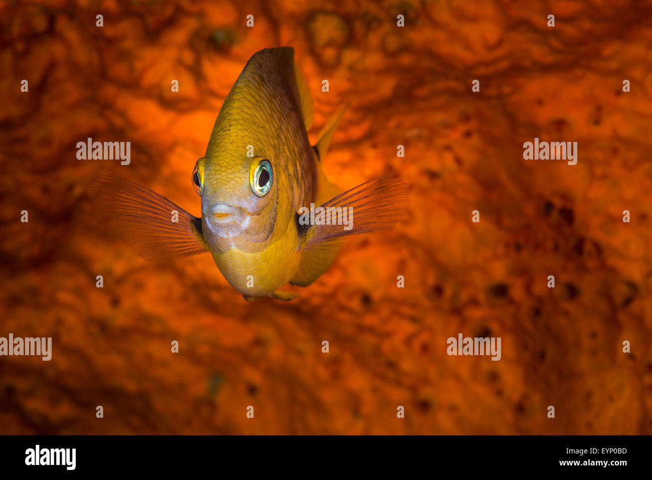 Yellow Elephant Nose Fish