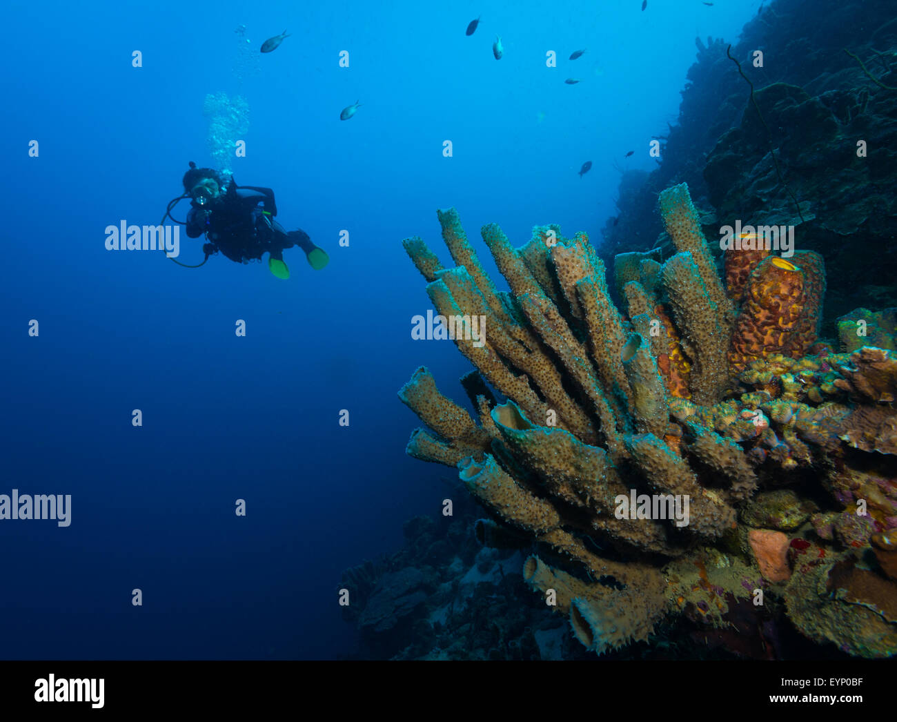 Woman diver approaches tube sponges, Bari Reef, Bonaire, Netherlands ...