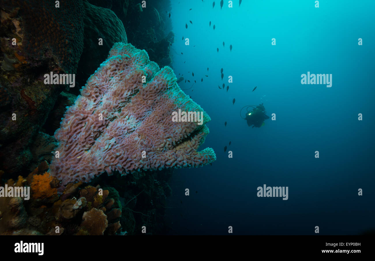 Woman diver approaches azure vase sponge, Bari Reef, Bonaire ...