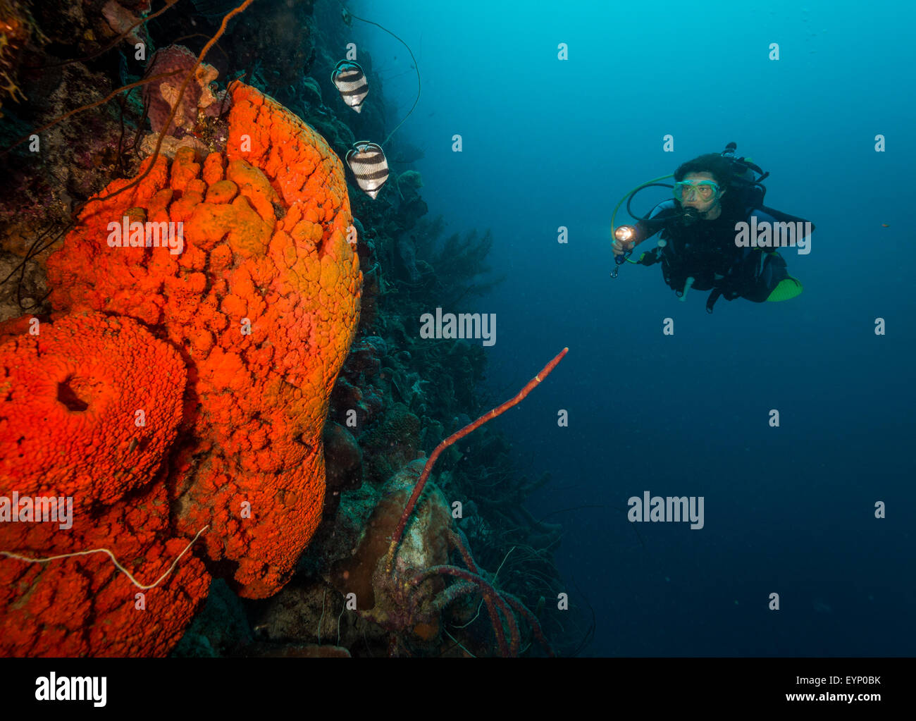Woman diver approaches elephant ear sponges, Bari Reef, Bonaire ...
