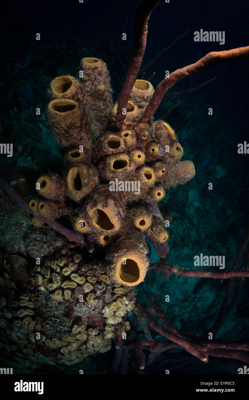 Bari reef bonaire hi-res stock photography and images - Alamy