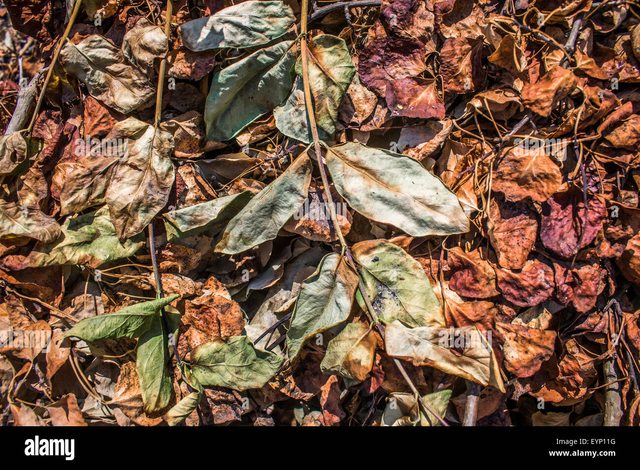 Fall Leaves on Ground Stock Photo - Alamy