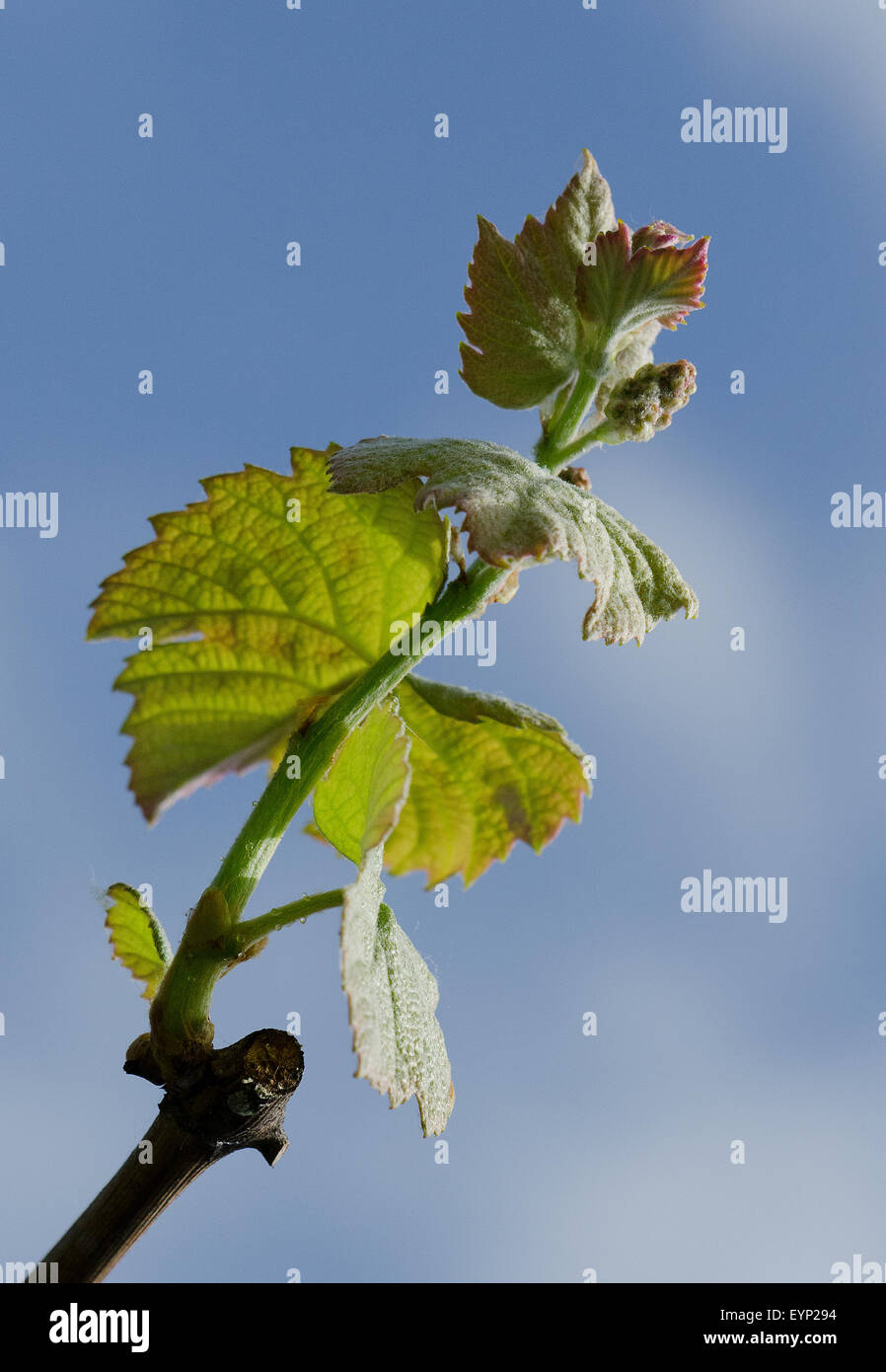 Monferrato, Piemonte, Italy: bud and leaves of grape Stock Photo - Alamy
