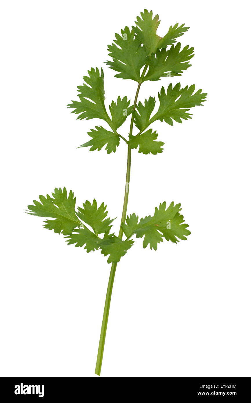Coriandrum sativum garden Cut Out Stock Images & Pictures - Alamy