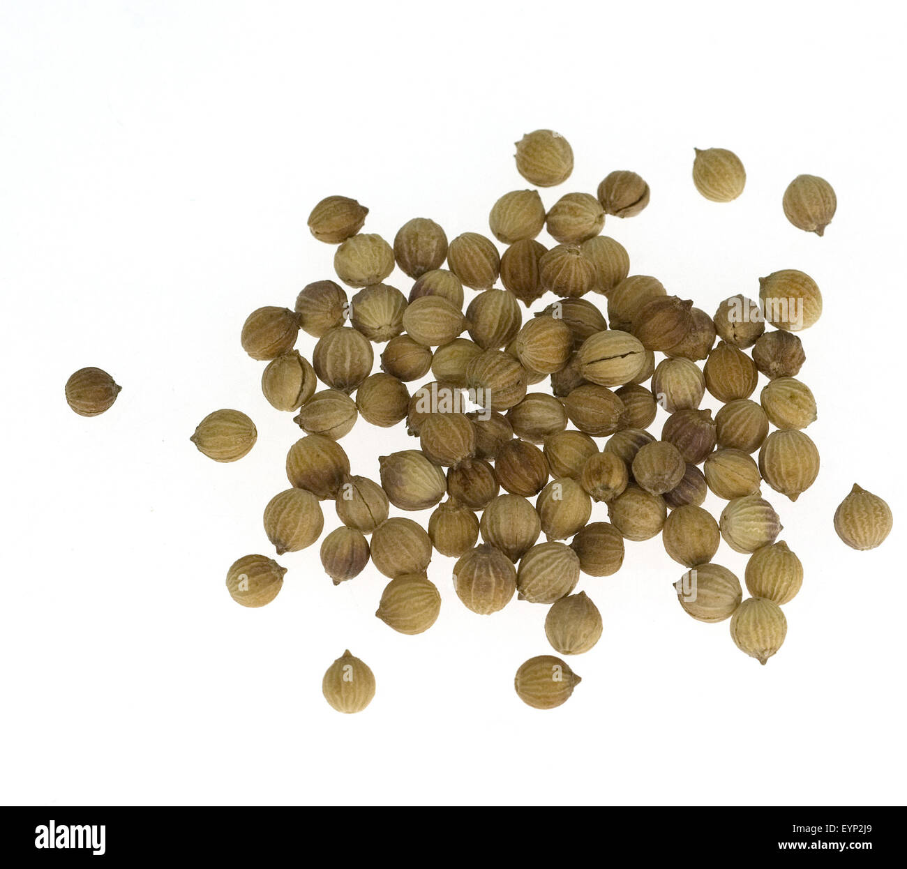 Samen koerner hi-res stock photography and images - Alamy