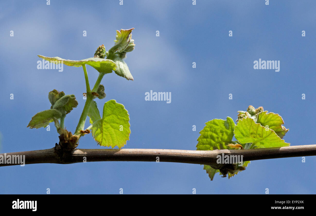 Monferrato, Piemonte, Italy: bud and leaves of grape Stock Photo - Alamy