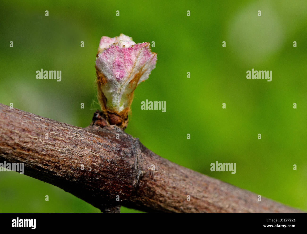 Bud leaf grape hi-res stock photography and images - Alamy