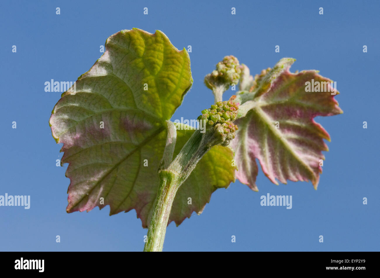 Italy grape hi-res stock photography and images - Alamy