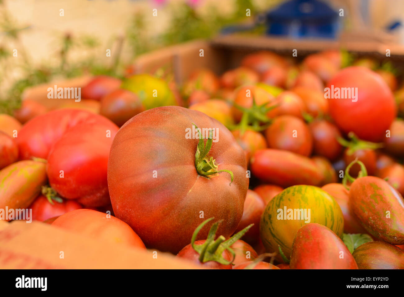 Shiny tomatoes hi-res stock photography and images - Alamy