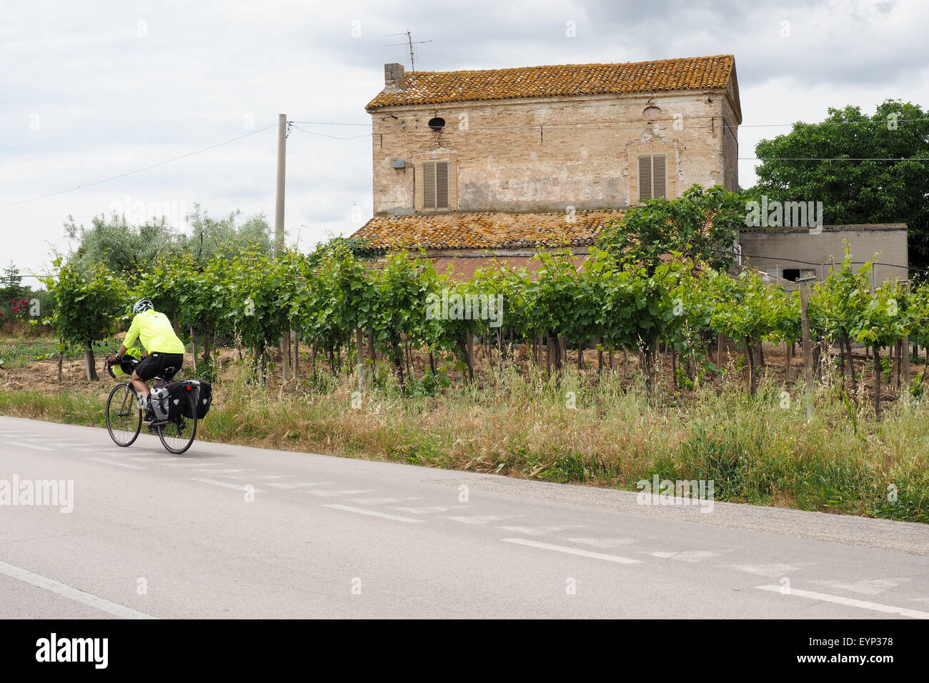 A touring cyclist cycling past a vineyard and farmhouse Stock Photo - Alamy